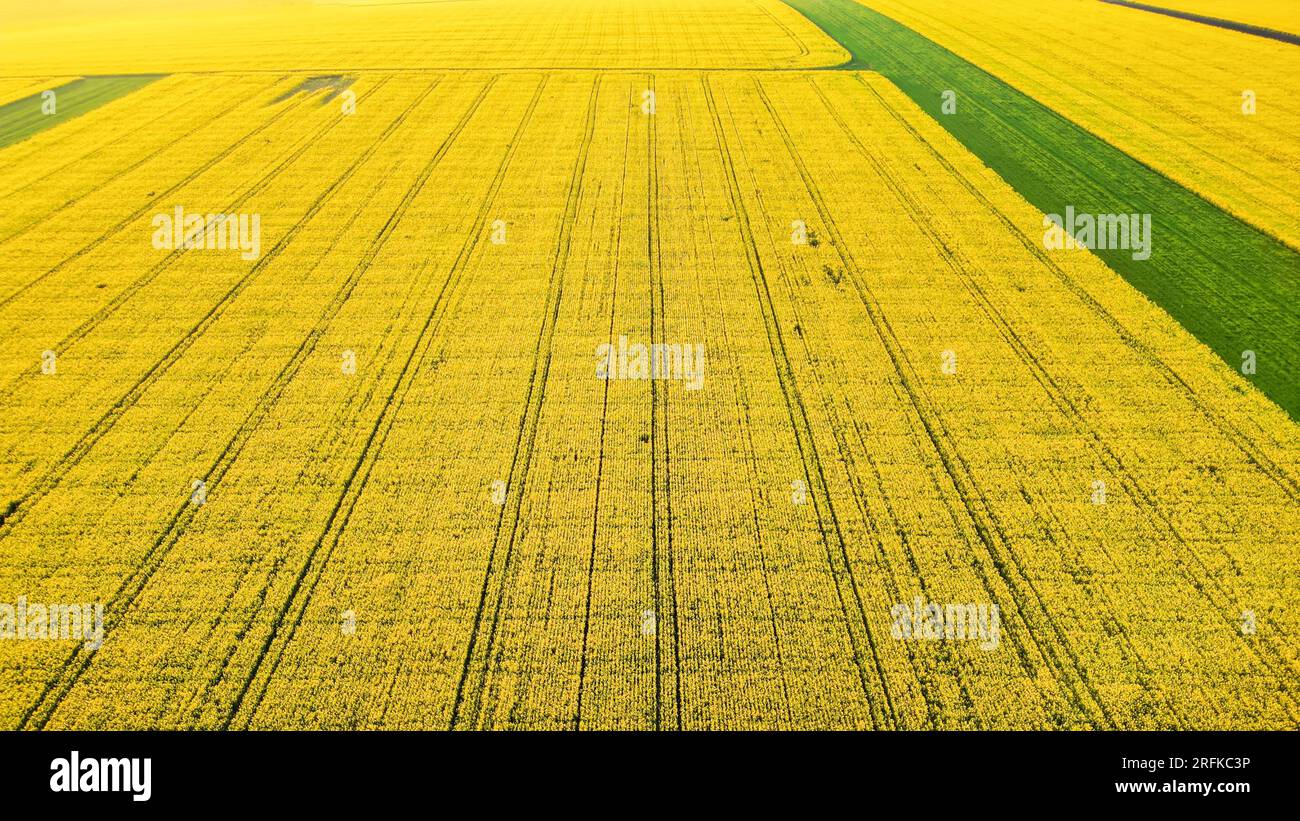 Aerial view wide yellow field hi-res stock photography and images - Alamy