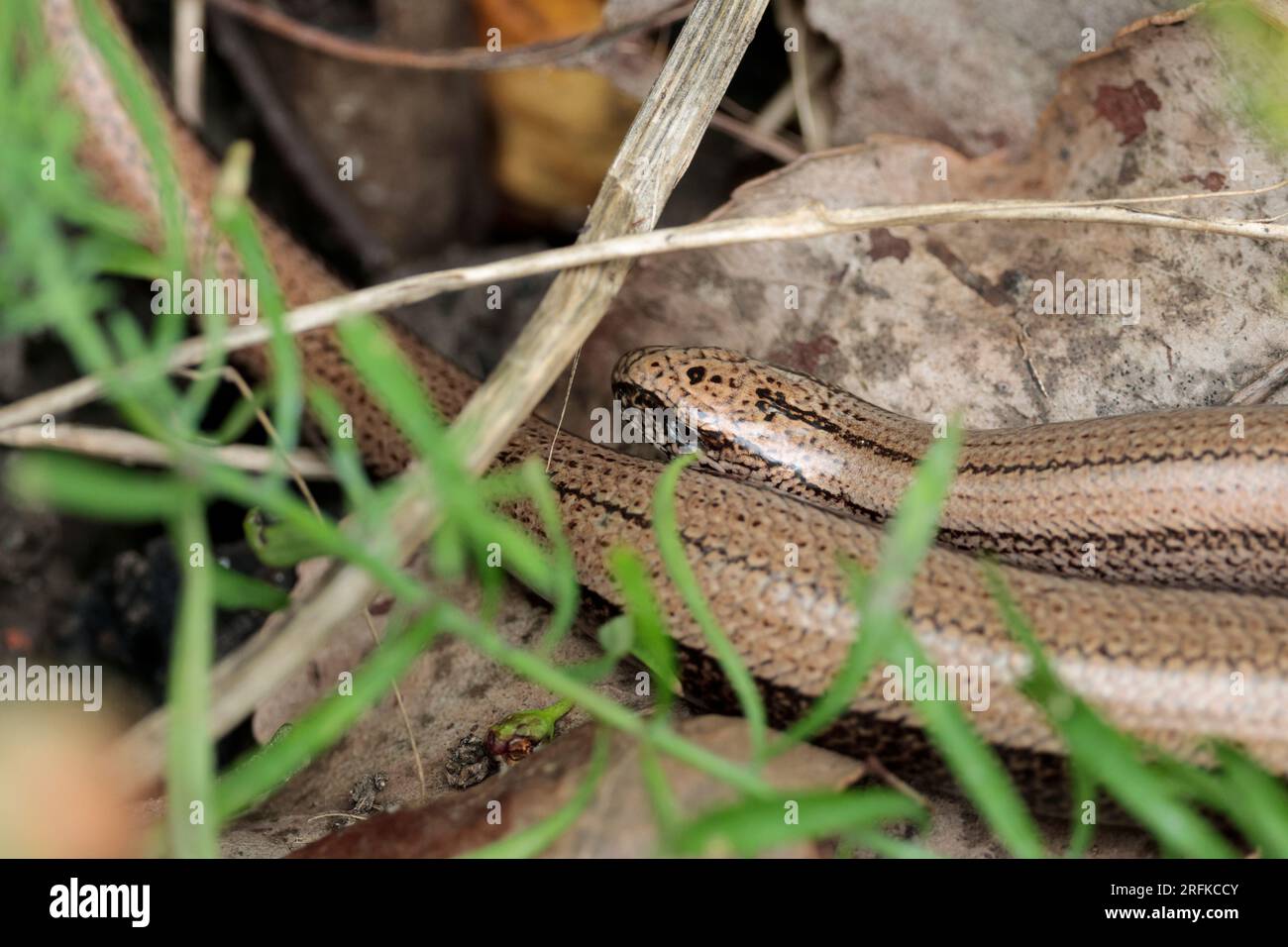Fine dark markings along body and head hi-res stock photography and ...