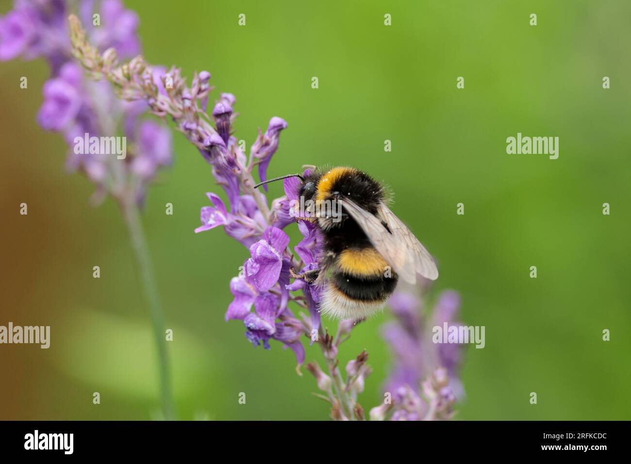 Buff tailed bumble bee Bombus terrestris, on purple flower black and ...