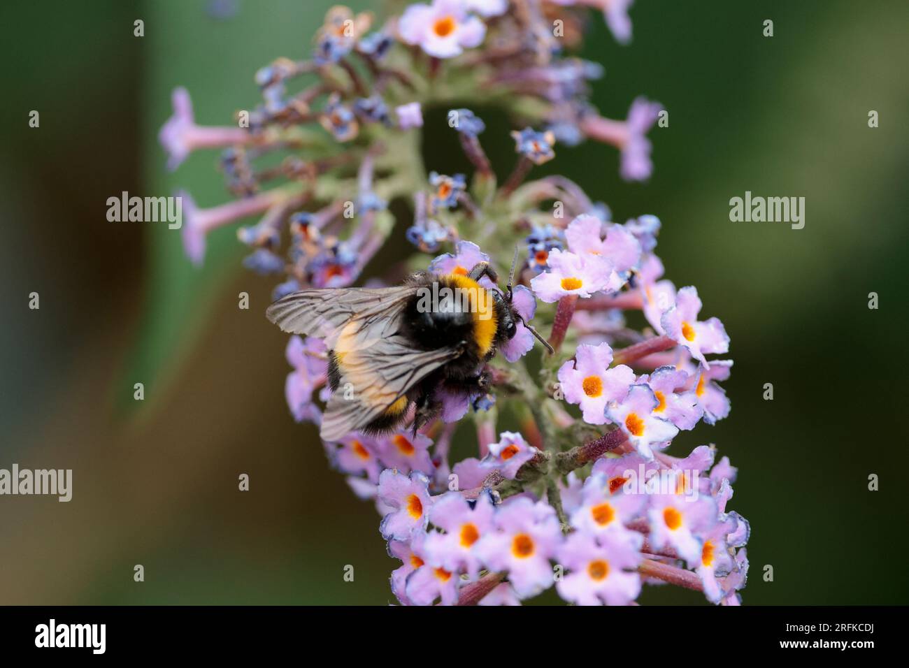 Buff tailed bumble bee Bombus terrestris, on lilac buddleia or ...