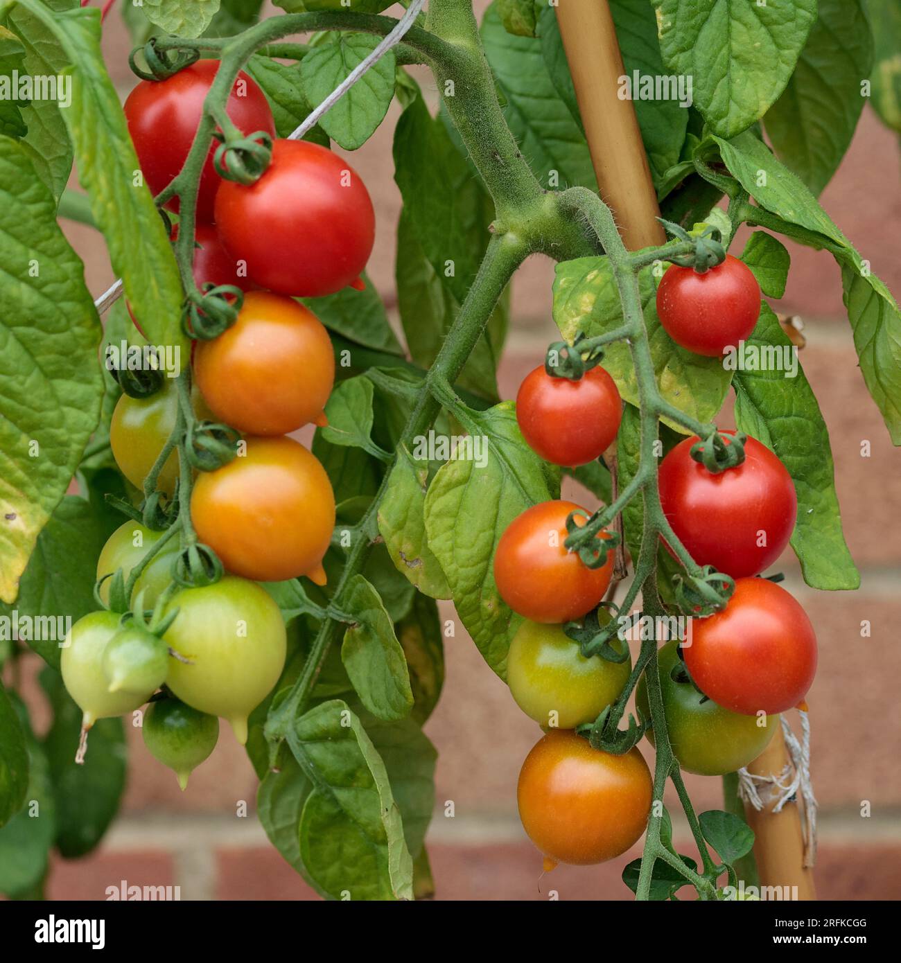 Small nib at base of tomatoes hi-res stock photography and images - Alamy