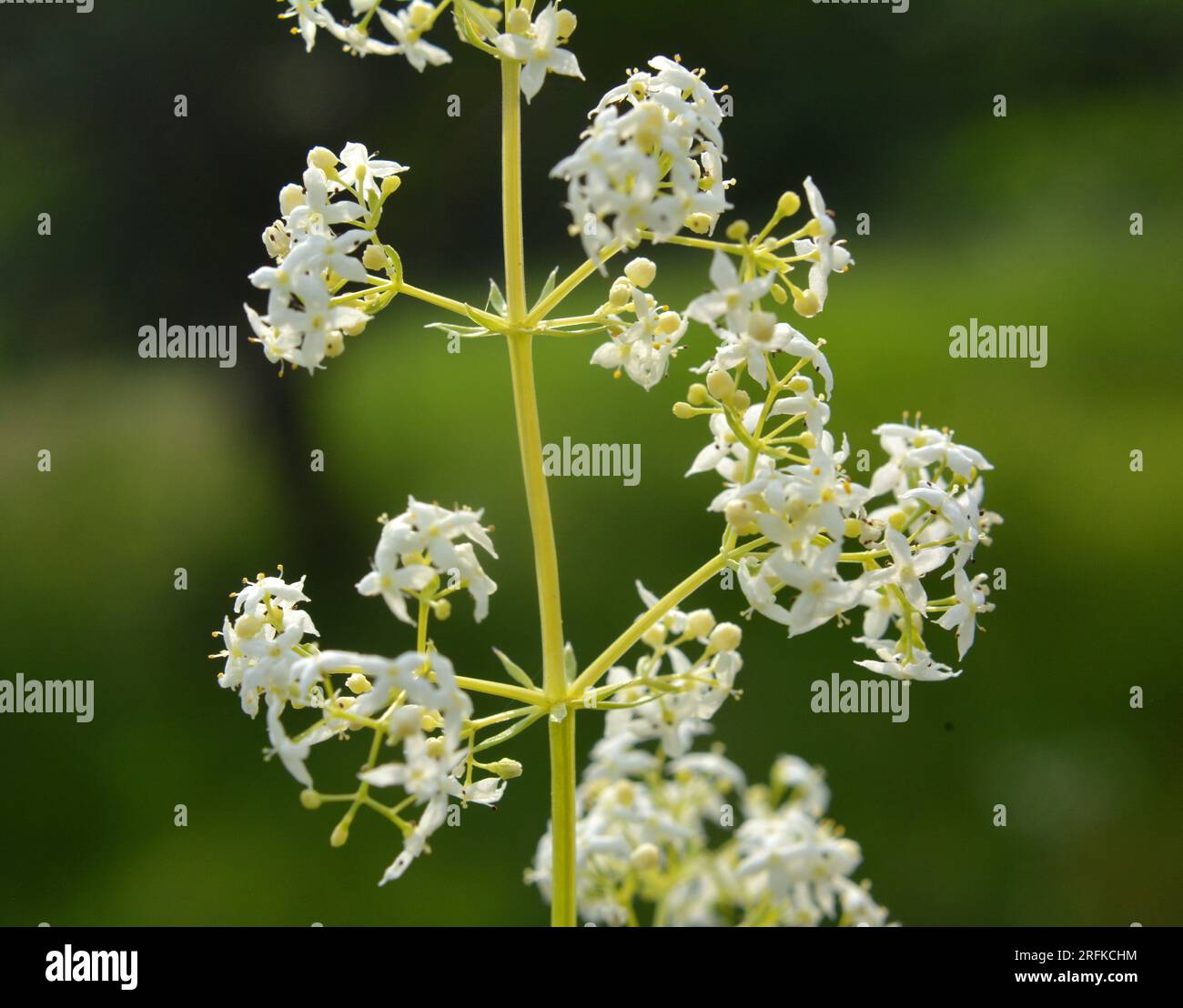 Galium album hi-res stock photography and images - Alamy