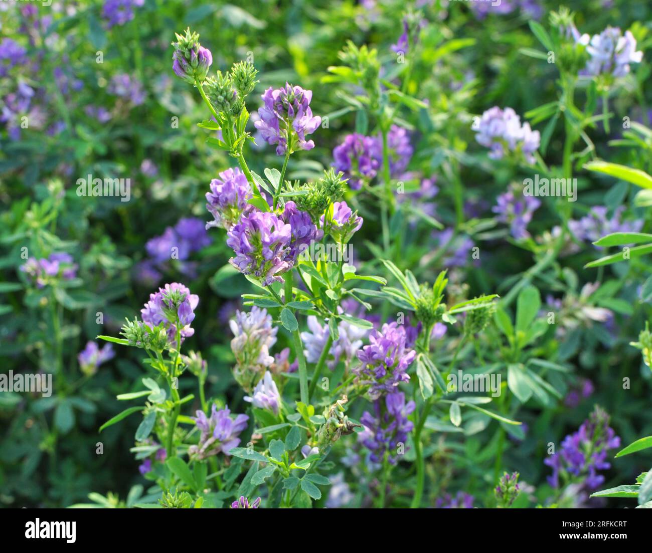 The field is blooming alfalfa, which is a valuable animal feed Stock ...