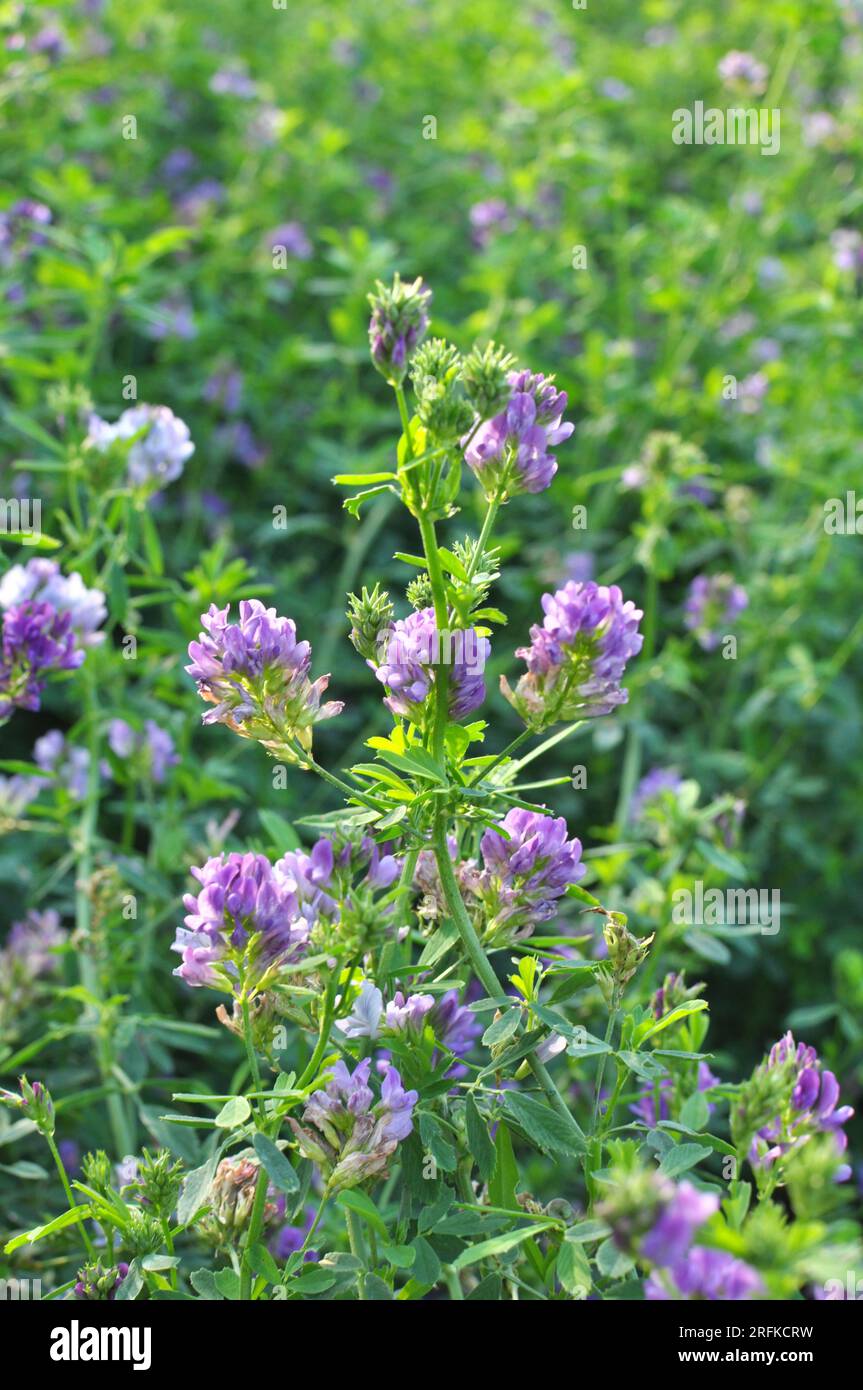Animal Comiendo Alfalfa