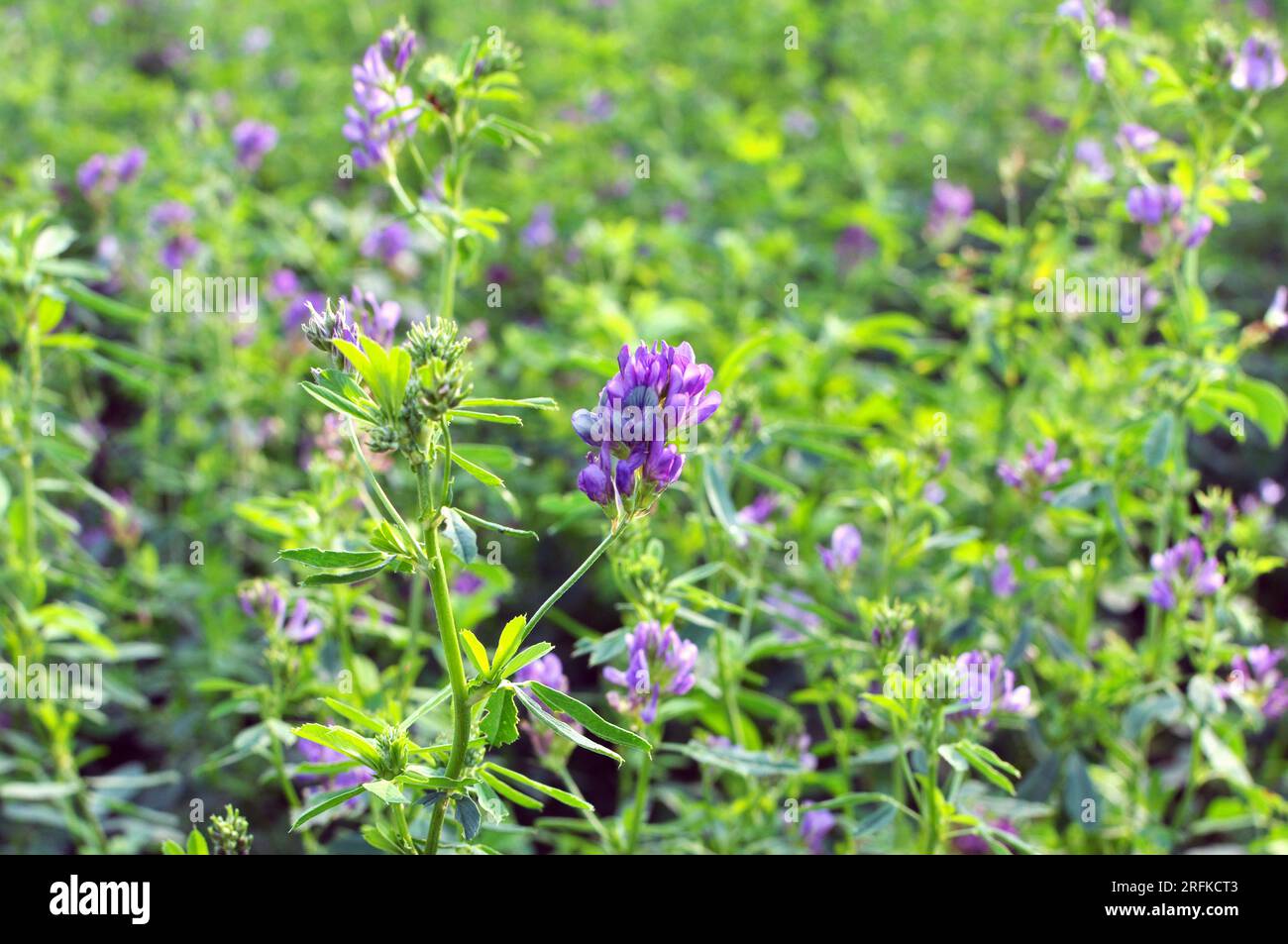 The field is blooming alfalfa, which is a valuable animal feed Stock ...
