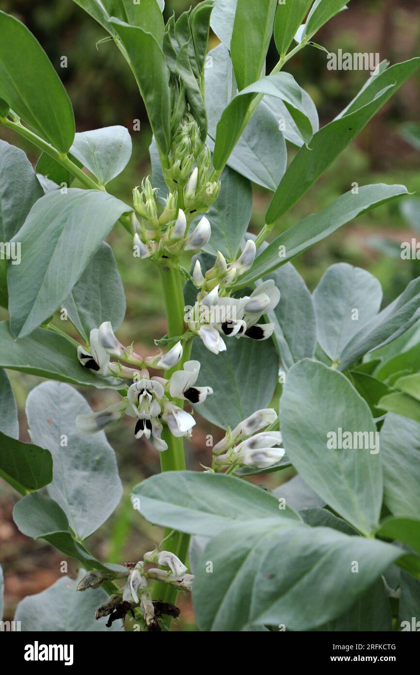 On the field at the flowering stage horse bean (Vicia faba Stock Photo ...