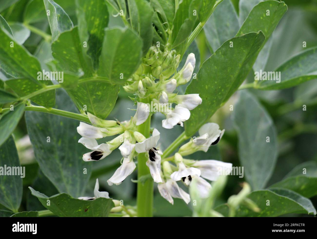 On the field at the flowering stage horse bean (Vicia faba Stock Photo ...
