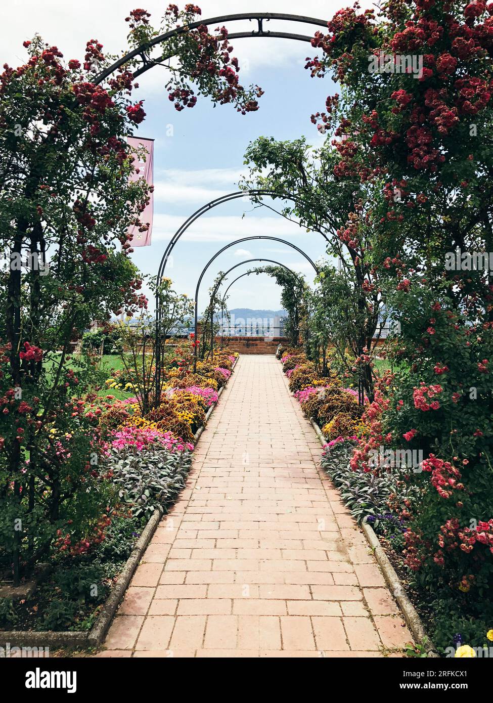 Arched passage decorated with climbing roses Stock Photo - Alamy