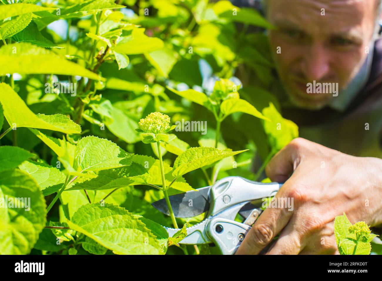 The farmer makes pruning of bushes with secateurs. Gardening Tools ...