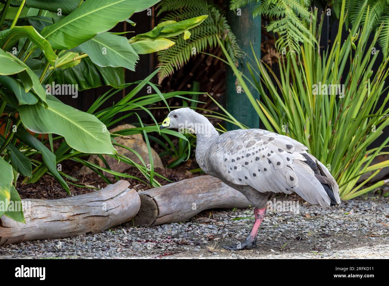 Side profile of a cape barren goose, Cereopsis novaehollandiae, against ...
