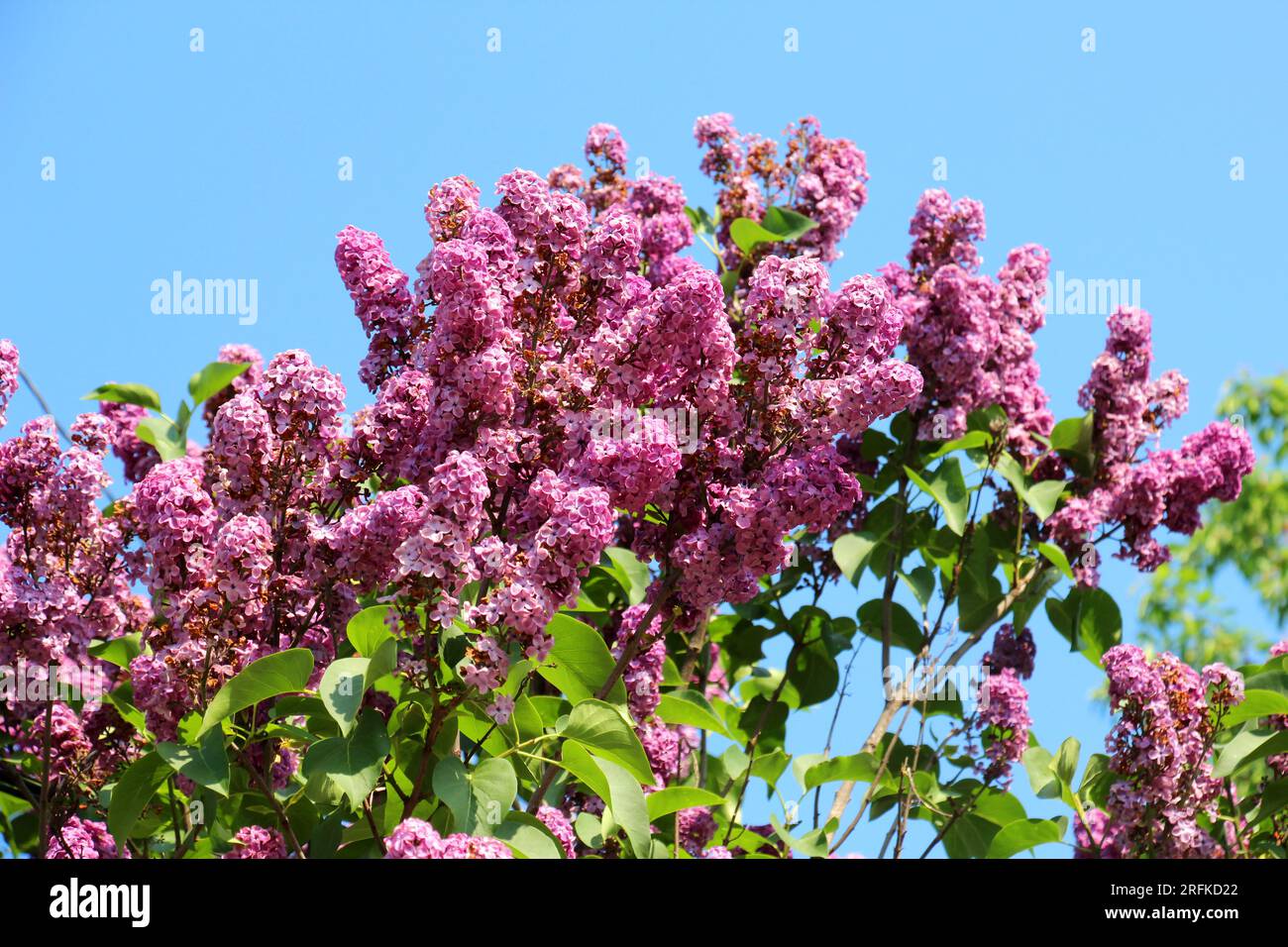 Lilacs flower flowers blossoms hi-res stock photography and images - Alamy