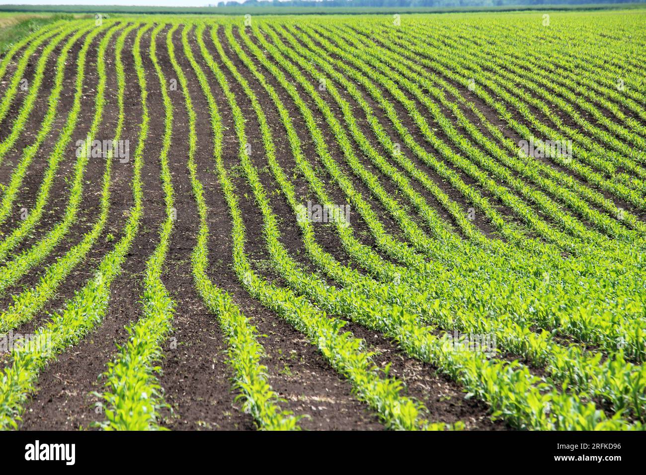 In the farmer's field there are rows of young corn seedlings Stock ...