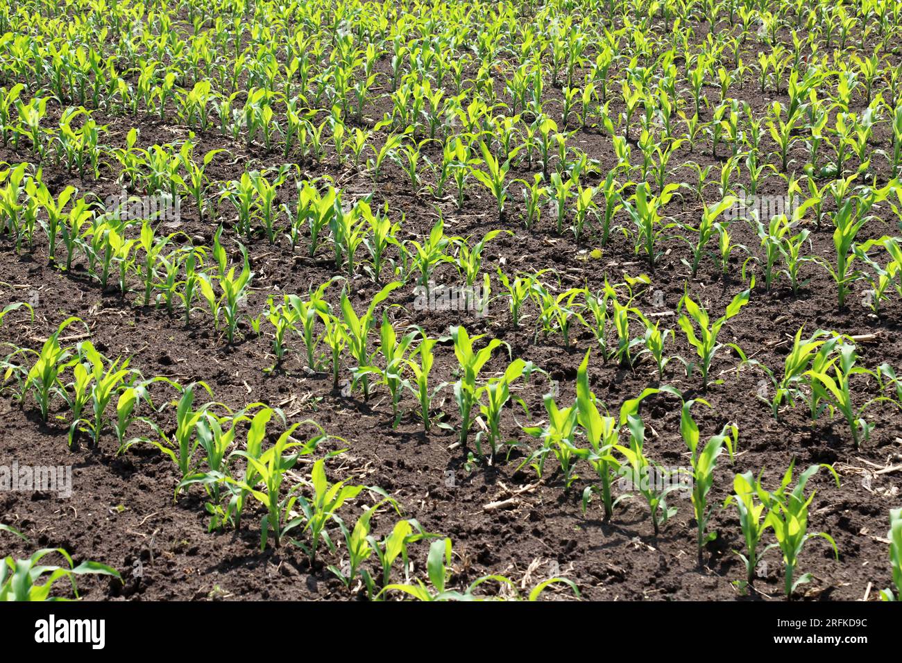 In the farmer's field there are rows of young corn seedlings Stock ...