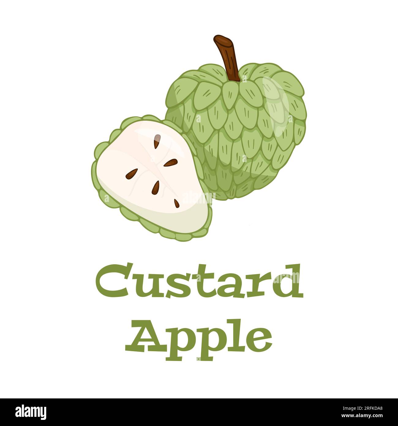 Custard apple whole fruit and half sliced.Cherimoya,annona reticulata ...