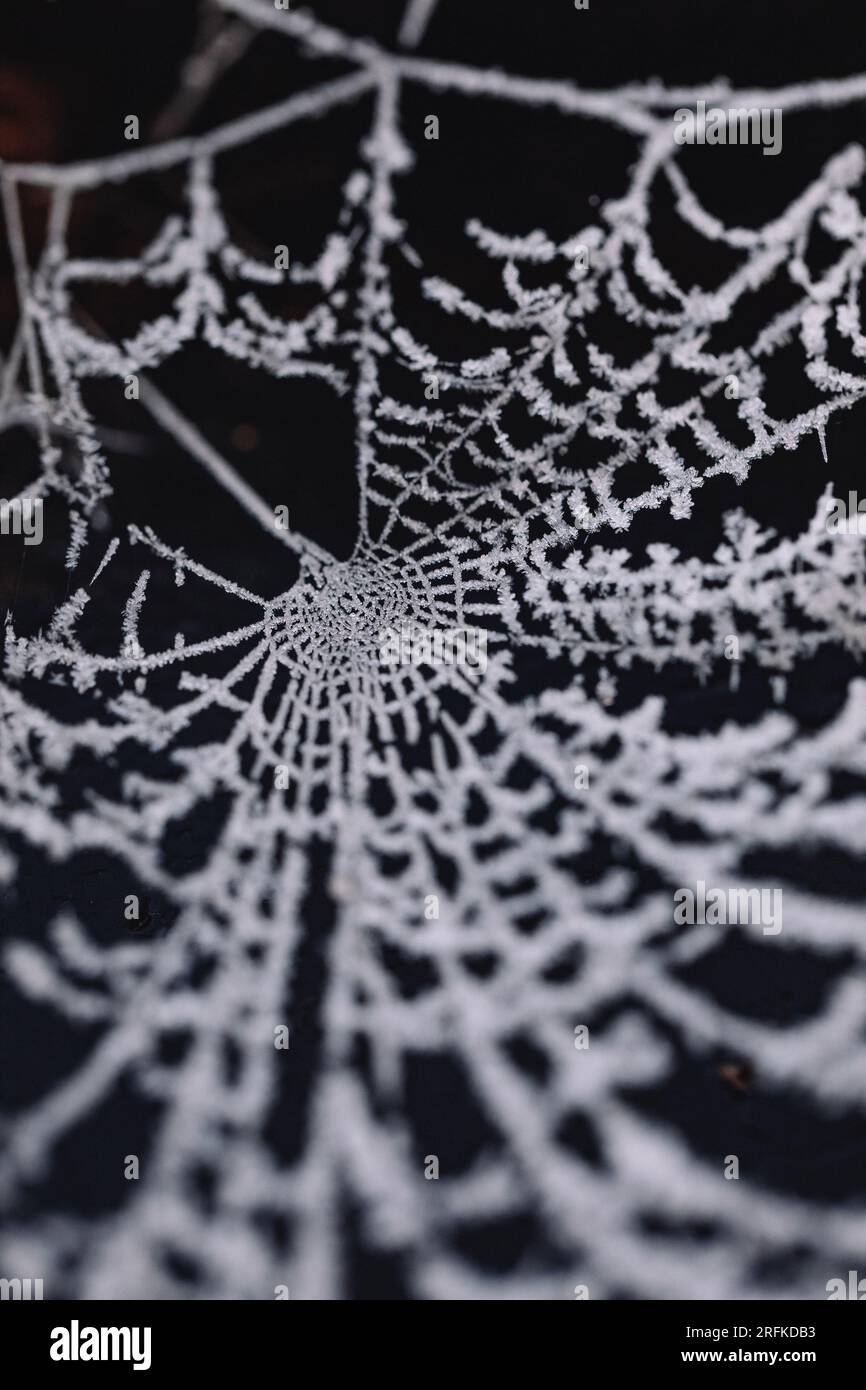 Frozen spider web against a dark background Stock Photo - Alamy