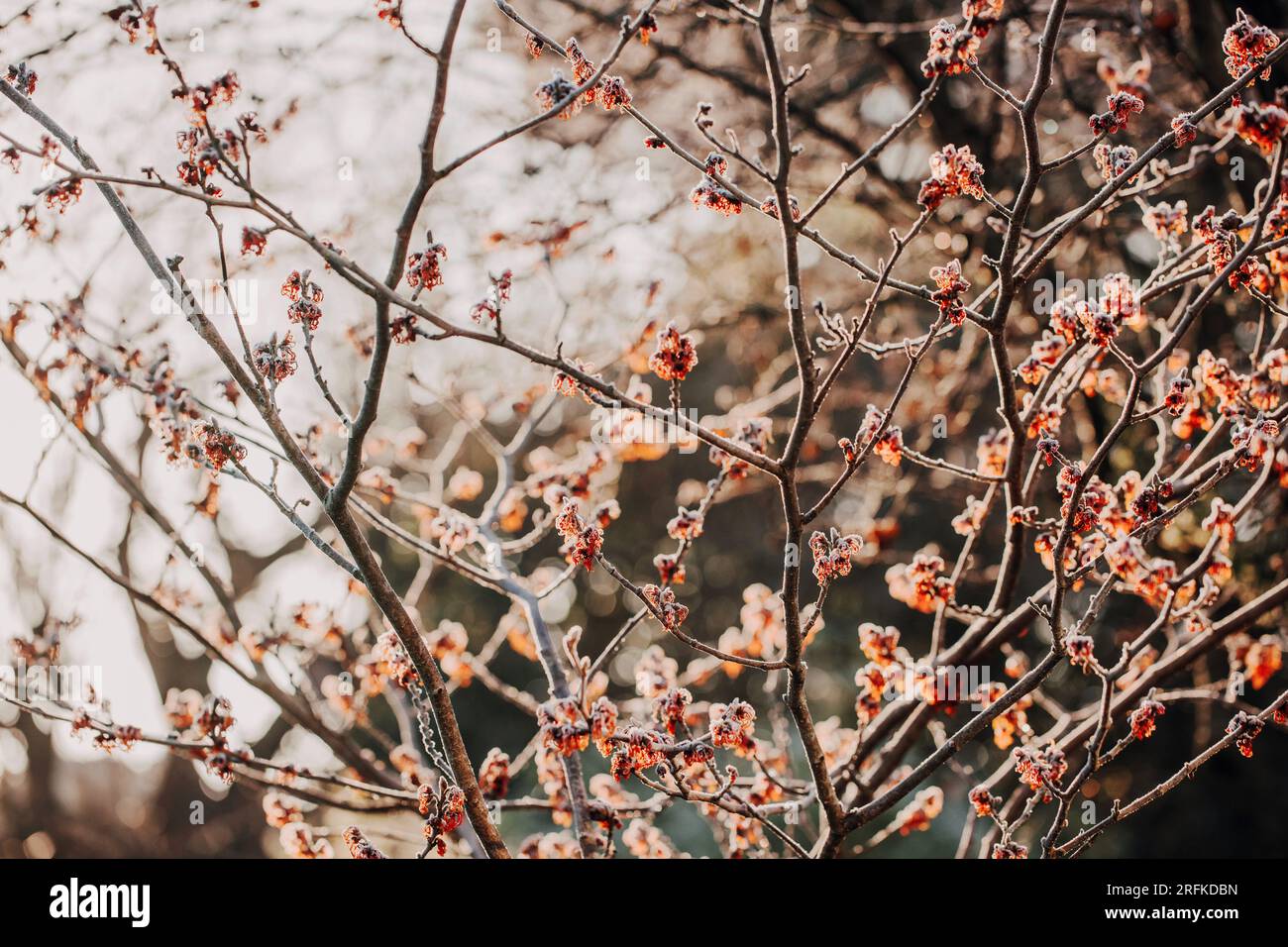 Golden witch hazel hi-res stock photography and images - Alamy