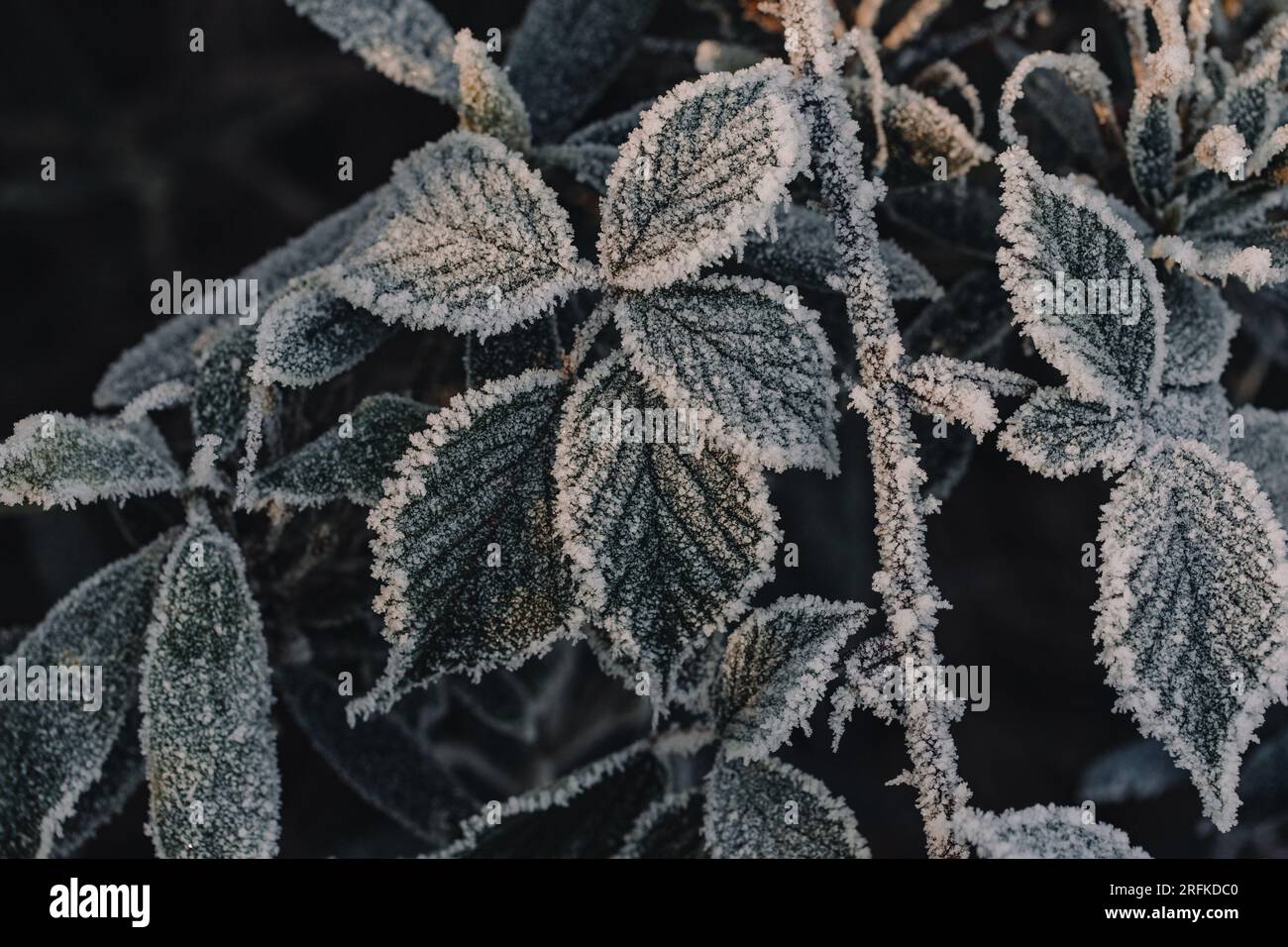 Bramble leaves covered in frost and ice crystals in winter Stock Photo ...