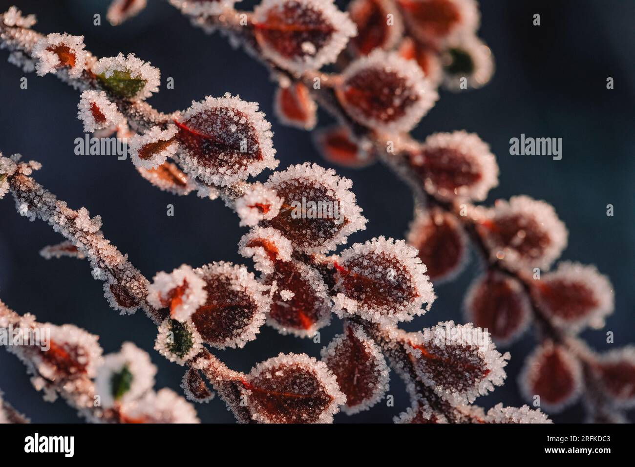 Chilly structure hi-res stock photography and images - Alamy