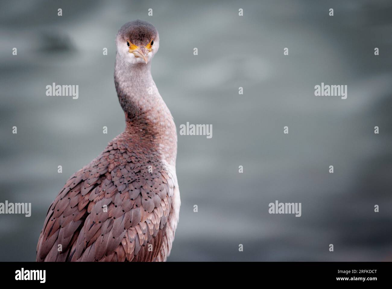A seabird looking very crossly at the camera Stock Photo - Alamy