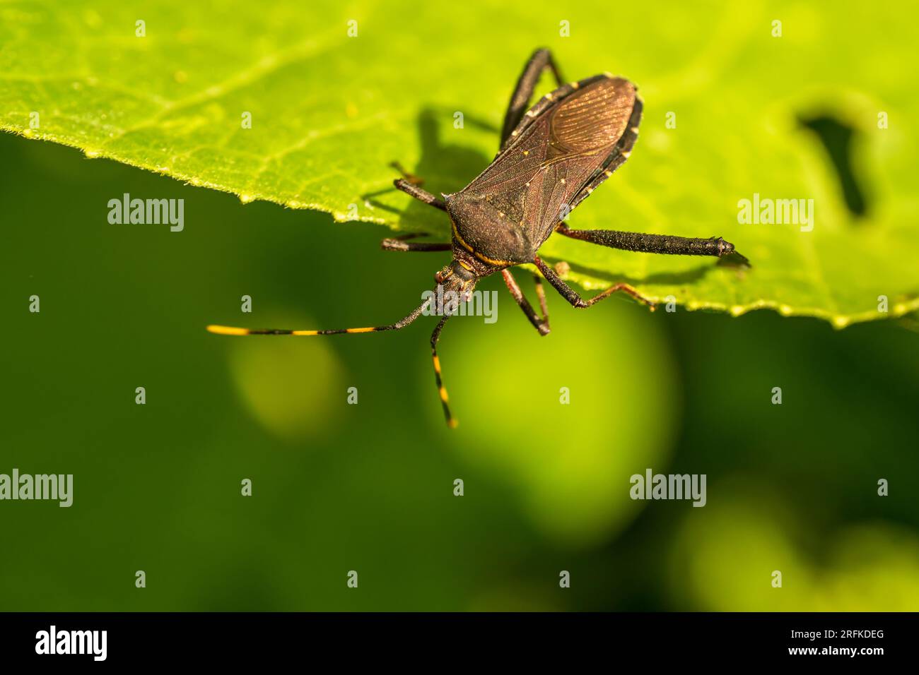 Bug pests hi-res stock photography and images - Alamy