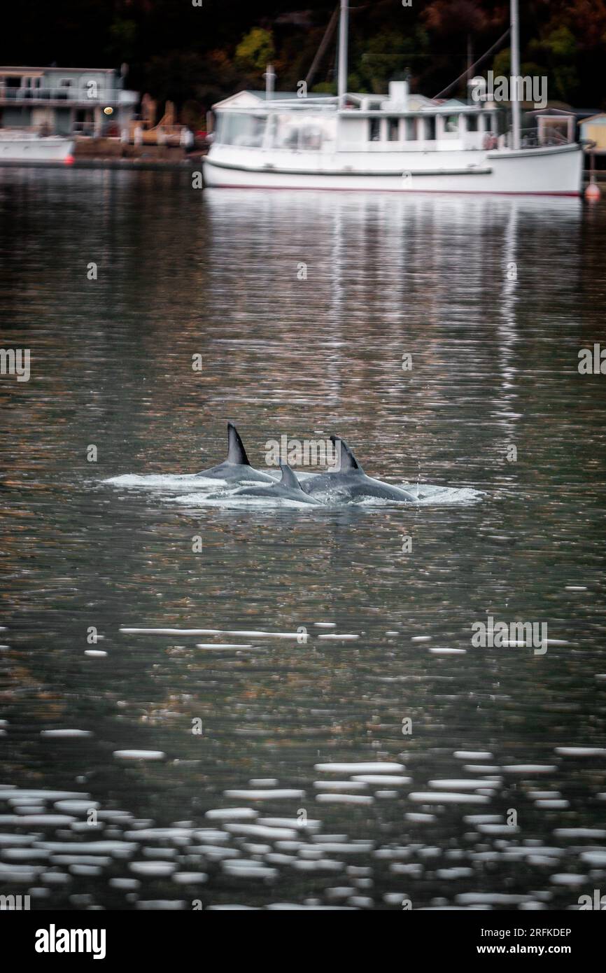 A photo of three dolphins surfaceing for air. The three are in a ...