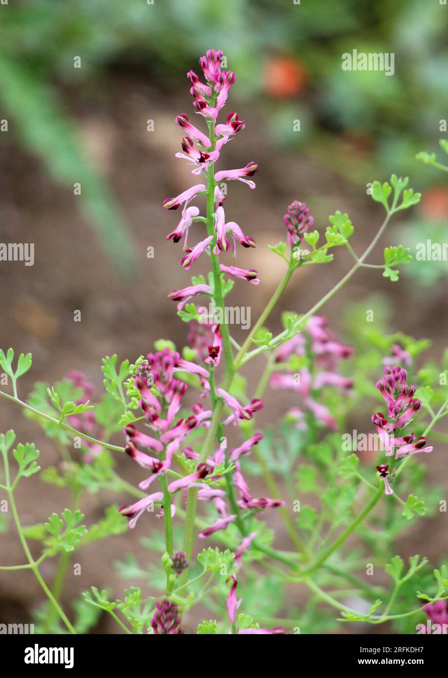 Fumaria officinalis blooms in nature in spring Stock Photo - Alamy