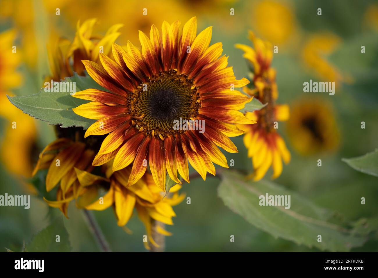 Cluster of yellow, orange, and red sunflowers in field Stock Photo - Alamy