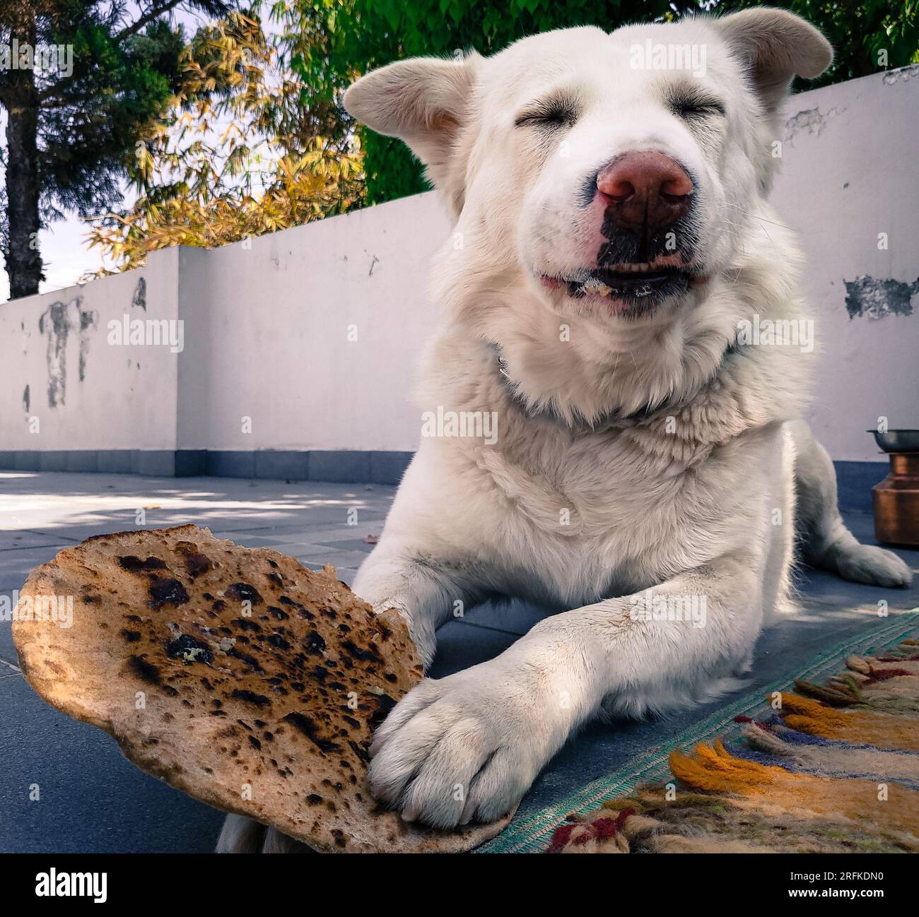 Oct.14th 2022 Uttarakhand, India.Humorous and creative shot of a white ...