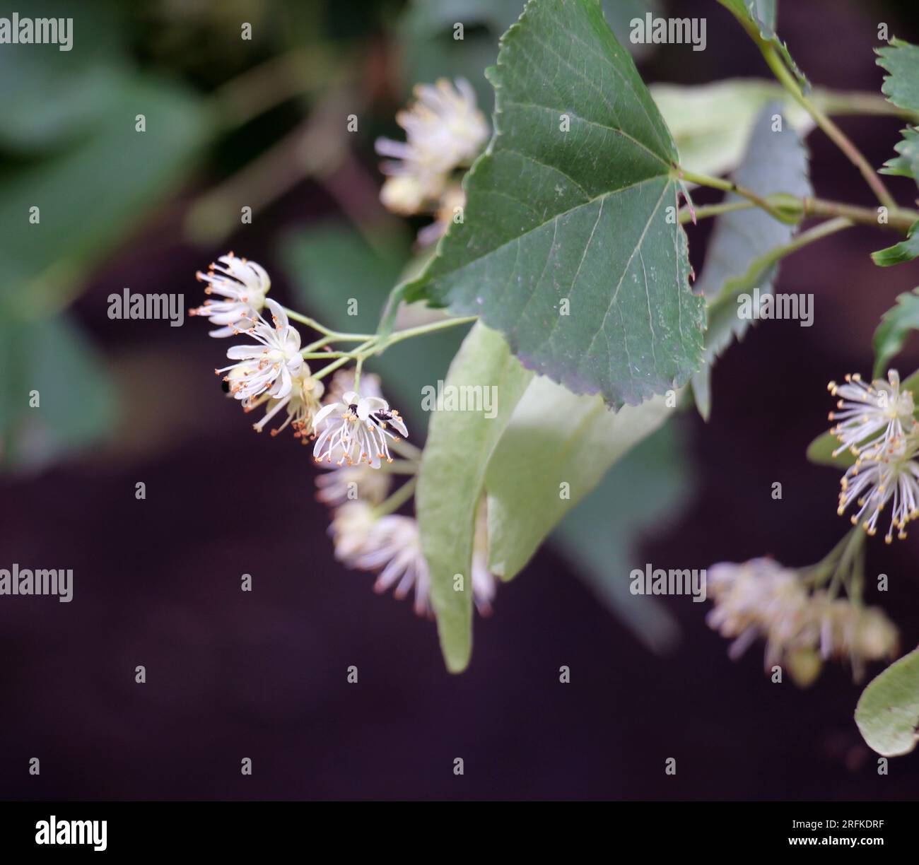 At the beginning of summer, a linden blossoms on a tree branch Stock ...