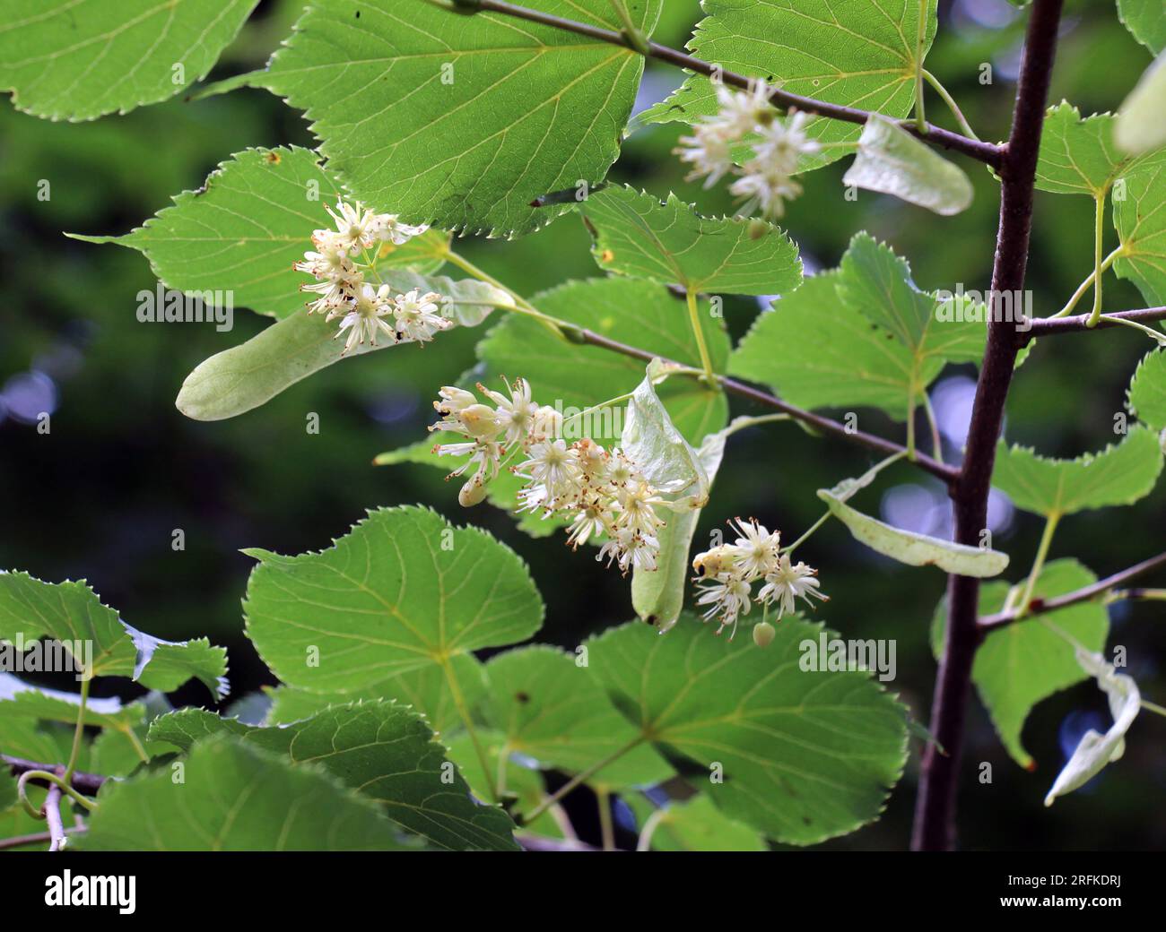At the beginning of summer, a linden blossoms on a tree branch Stock ...