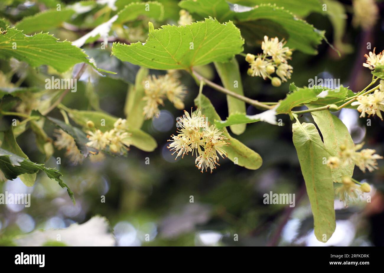 At the beginning of summer, a linden blossoms on a tree branch Stock ...