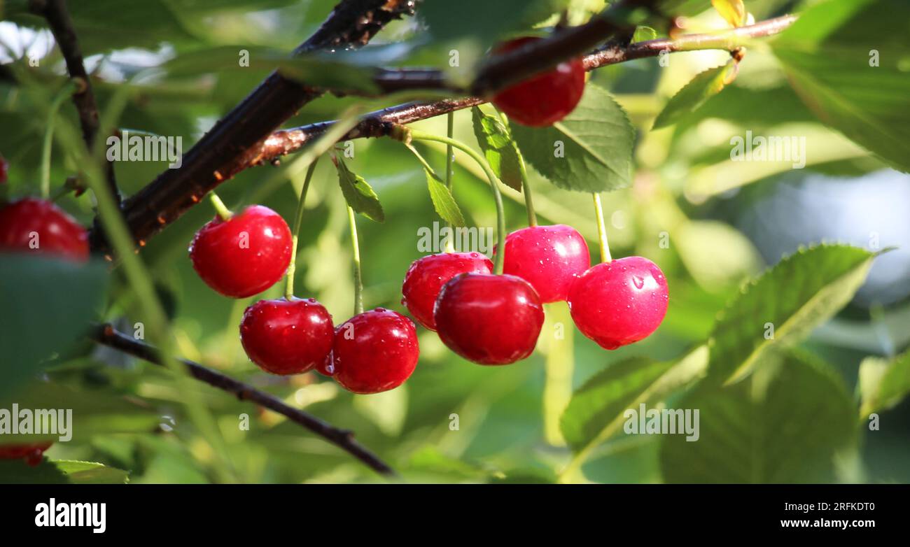 Cherry tree fruit hi-res stock photography and images - Alamy