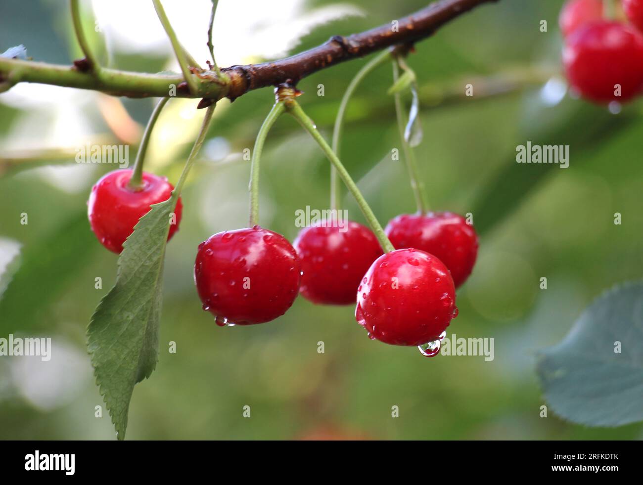 Cherry tree fruit hi-res stock photography and images - Alamy