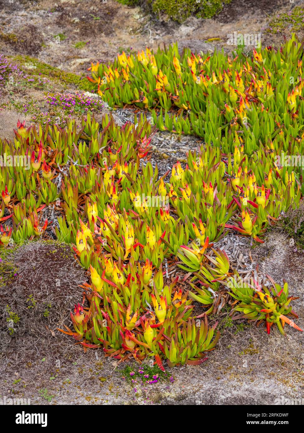 Sand dunes succulent hi-res stock photography and images - Alamy