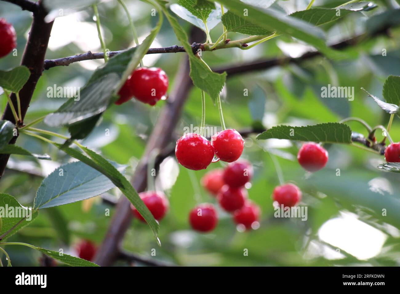 In the orchard on a tree branch ripen cherry fruit Stock Photo - Alamy