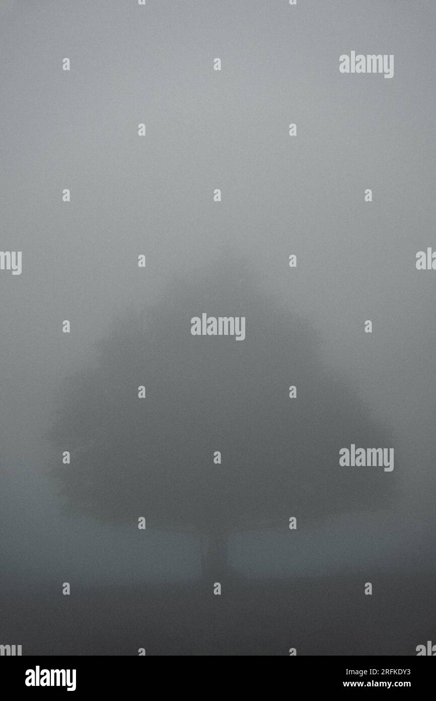 A big tree in the mist Stock Photo - Alamy