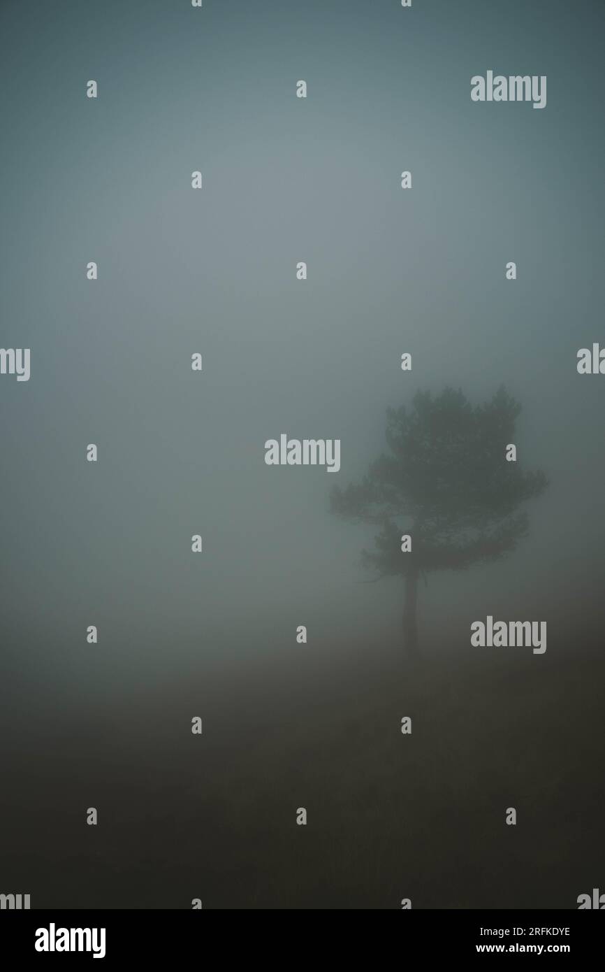 A pine tree in the mist Stock Photo - Alamy