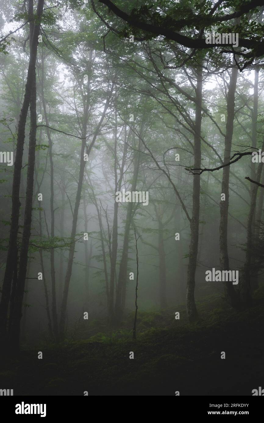 A forest in the mist Stock Photo - Alamy