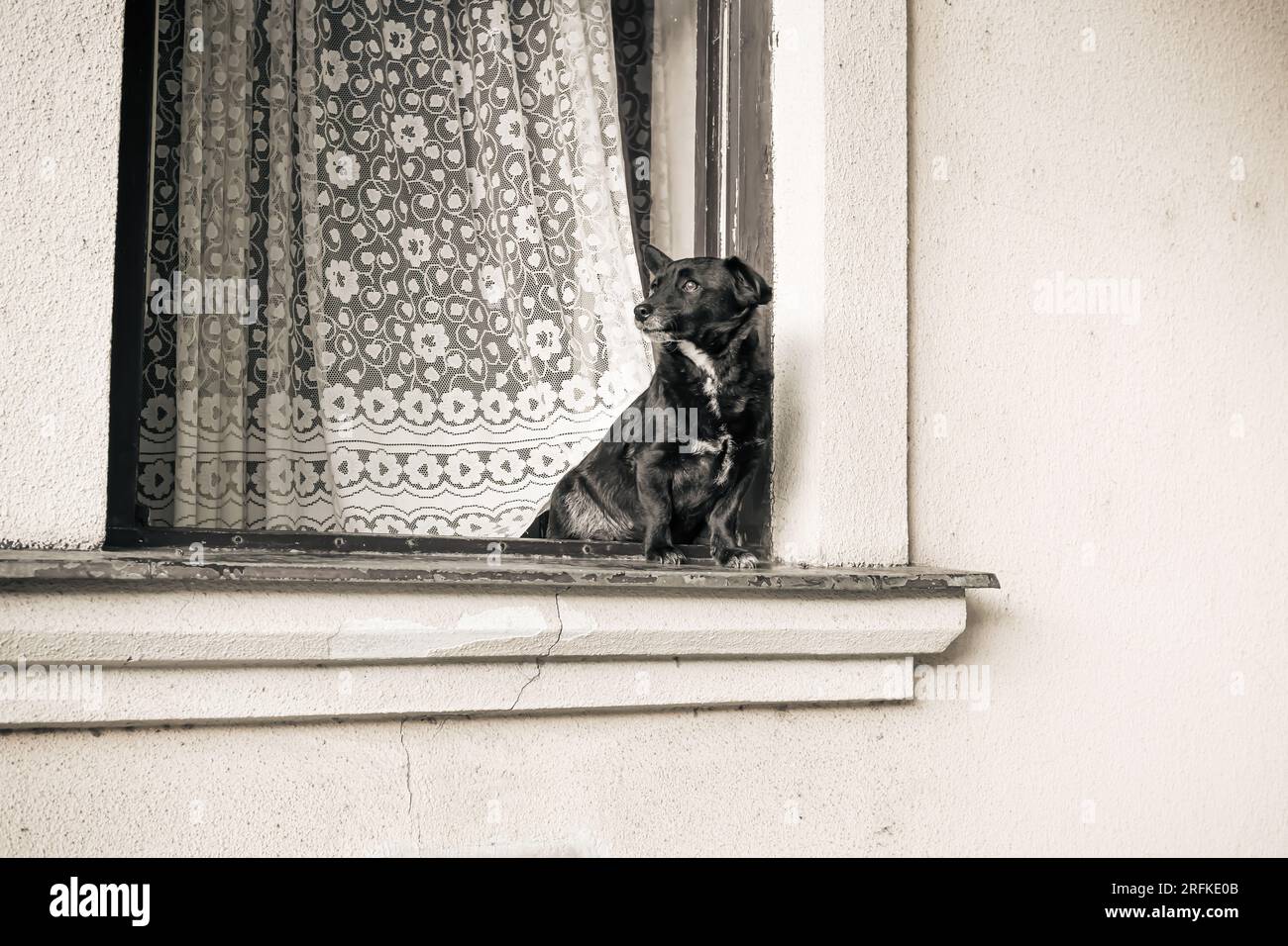 Black small dog sits on a window of old house. Retro photo Stock Photo ...