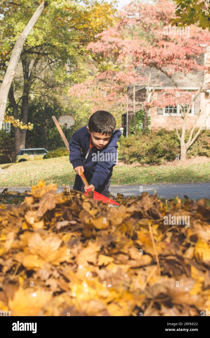 Young boy raking golden leaves Stock Photo - Alamy