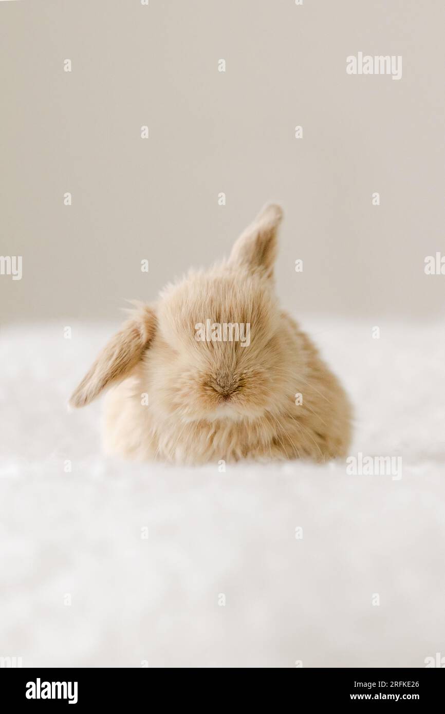 Super Cute Baby Bunnies Wallpaper