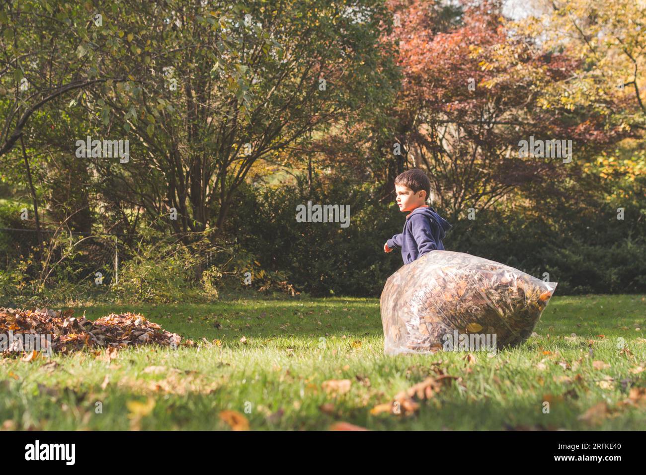 Young boy pulling a large bag of leaves in grassy yard Stock Photo - Alamy