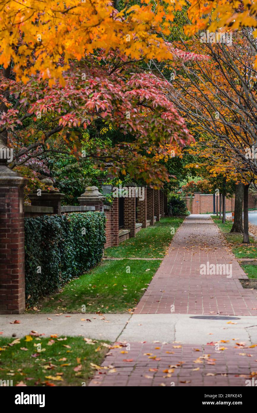 Straight tree lined sidewalk hi-res stock photography and images - Alamy