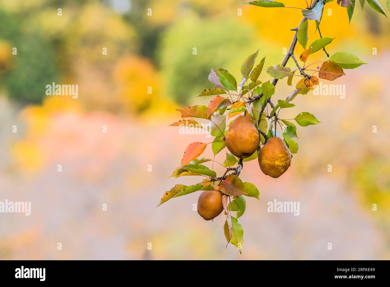 Horizontal image of pears growing on tree in fall landscape Stock Photo ...