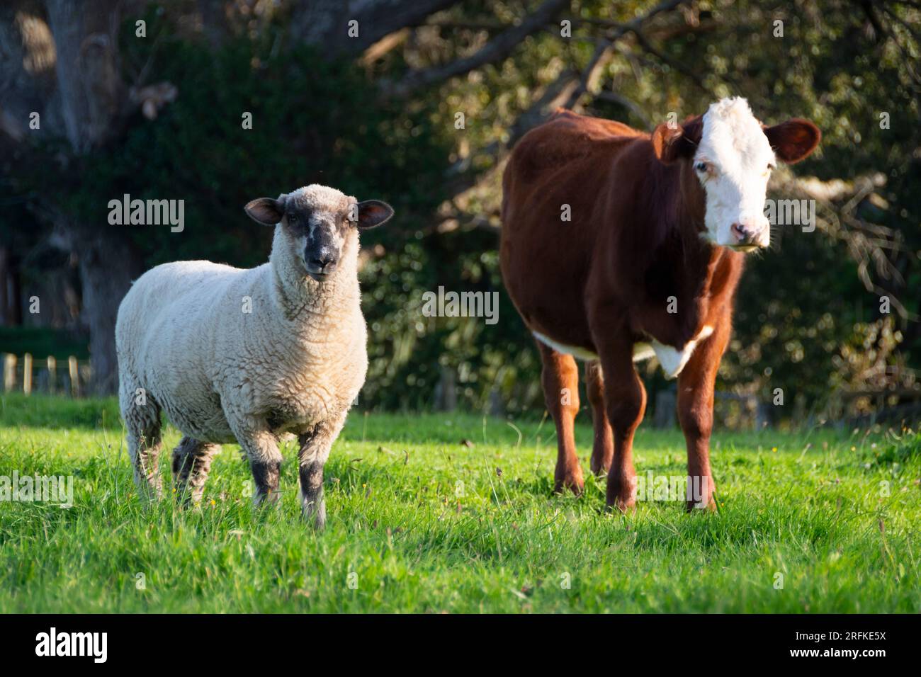 Cow sheep hi-res stock photography and images - Alamy