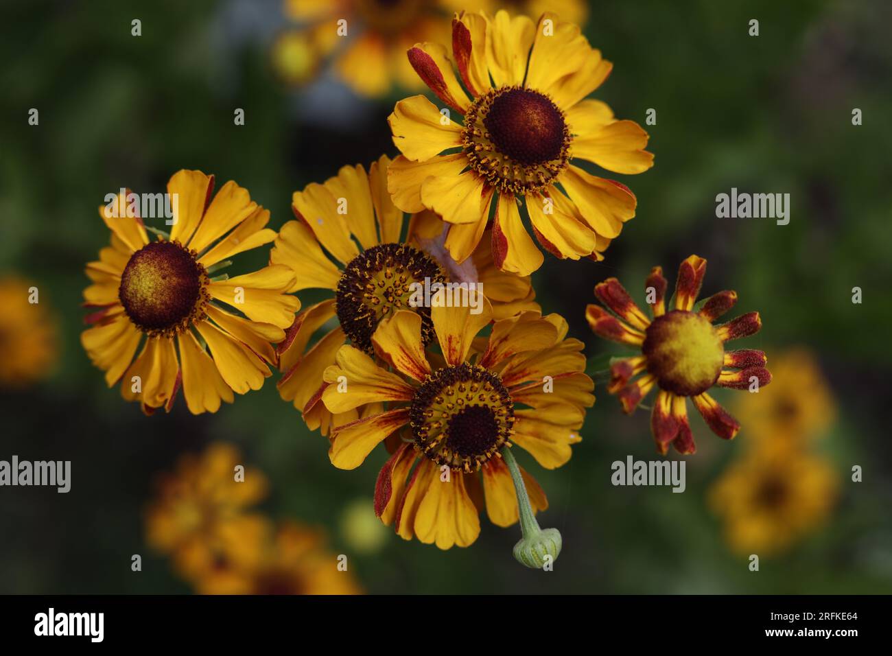 a common sneezeweed in full bloom in the summer garden Stock Photo - Alamy