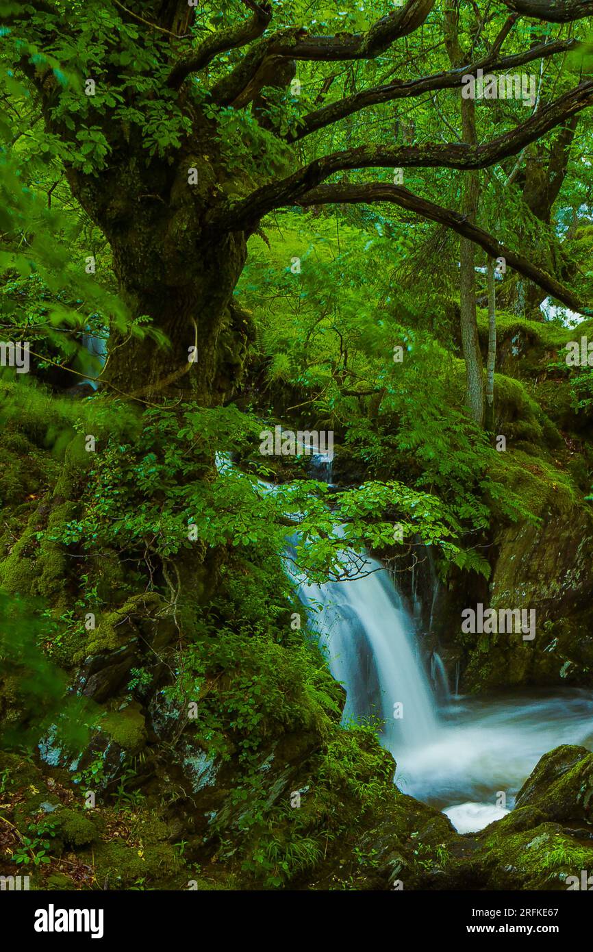 Waterfall woods lake district hi-res stock photography and images - Alamy