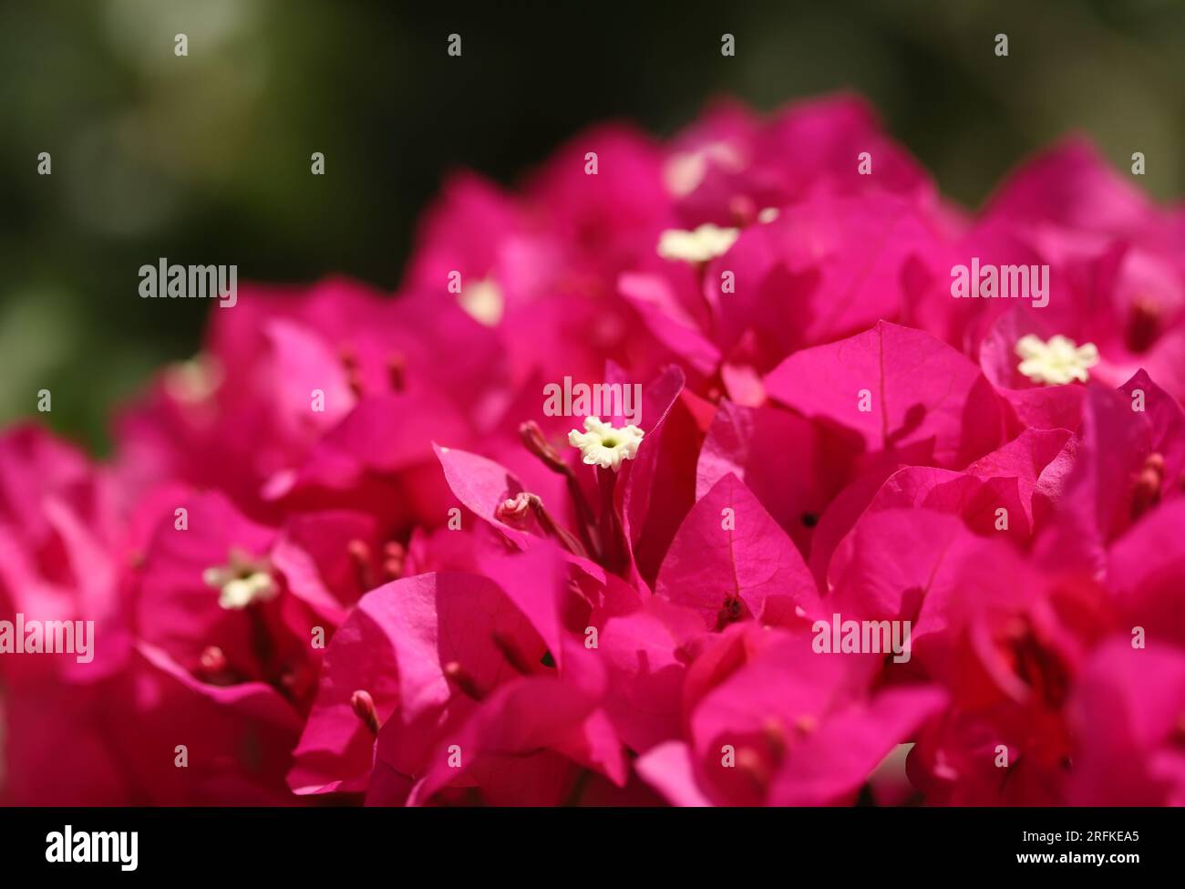 Close up bougainvillea plant outdoor hi-res stock photography and ...