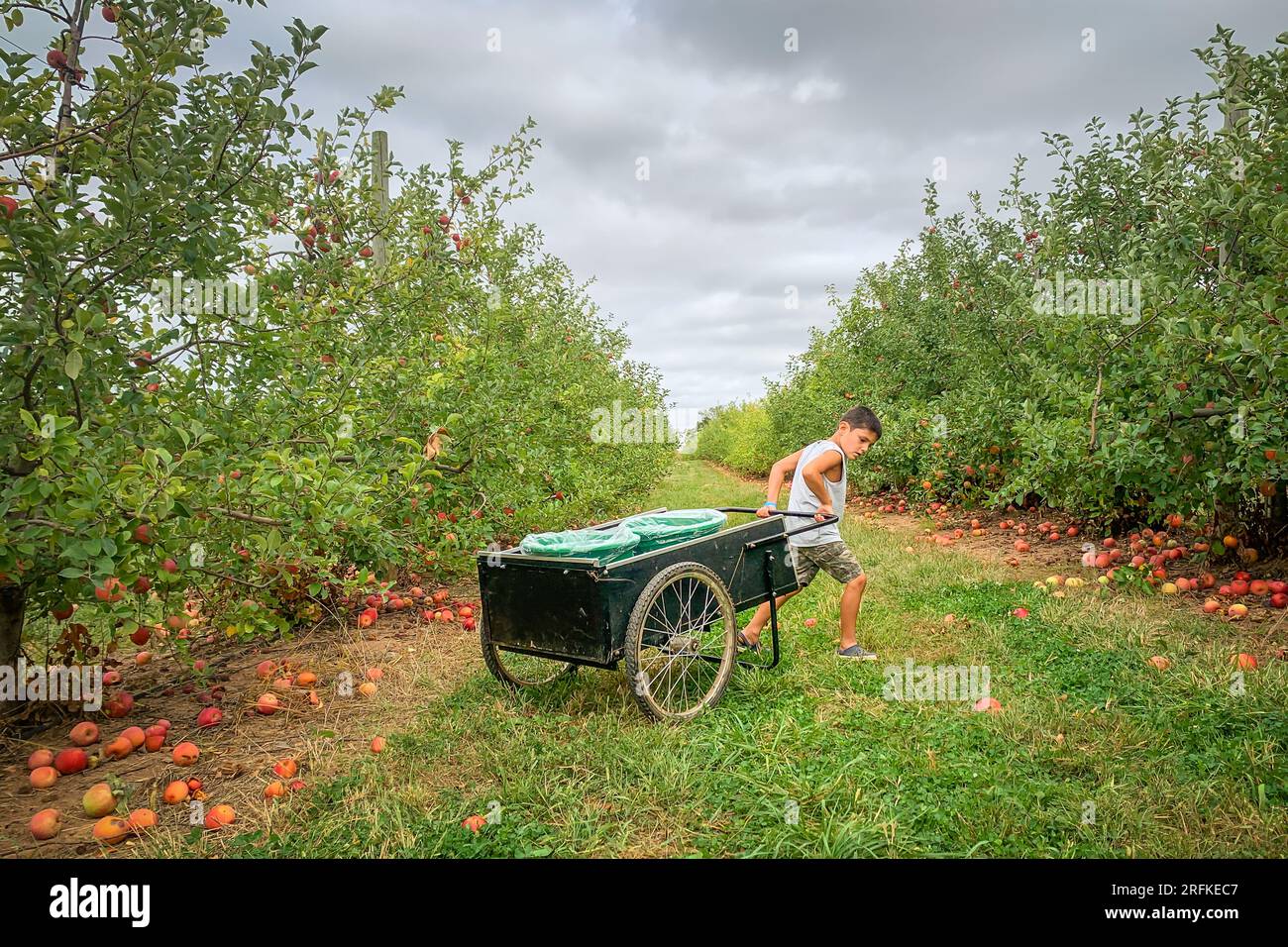 Hispanic child apple tree hi-res stock photography and images - Alamy