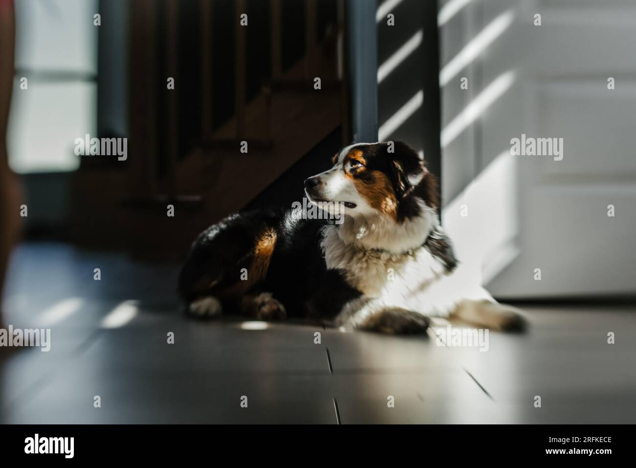 portrait of a black tricolor australian shepperd Stock Photo - Alamy